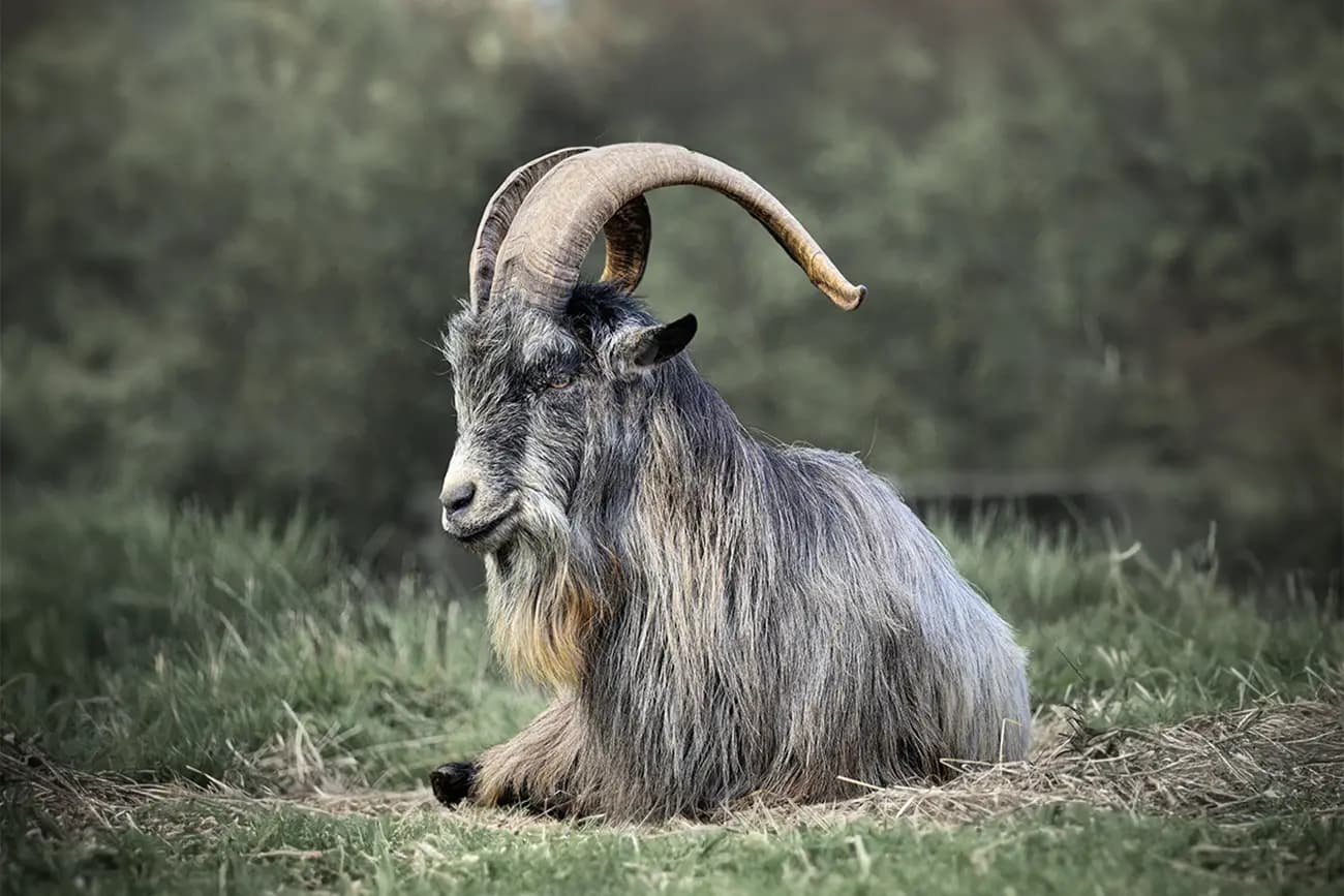 The Scapegoat | Torah Portions | FFOZ