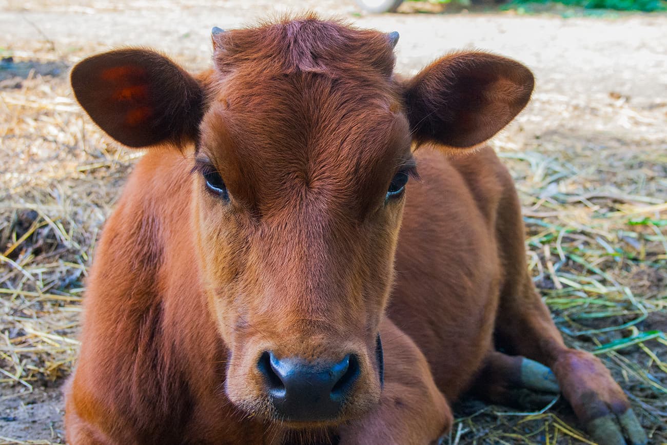 Did We Just Sacrifice a Red Heifer for Real? | Read | Messiah Online | FFOZ