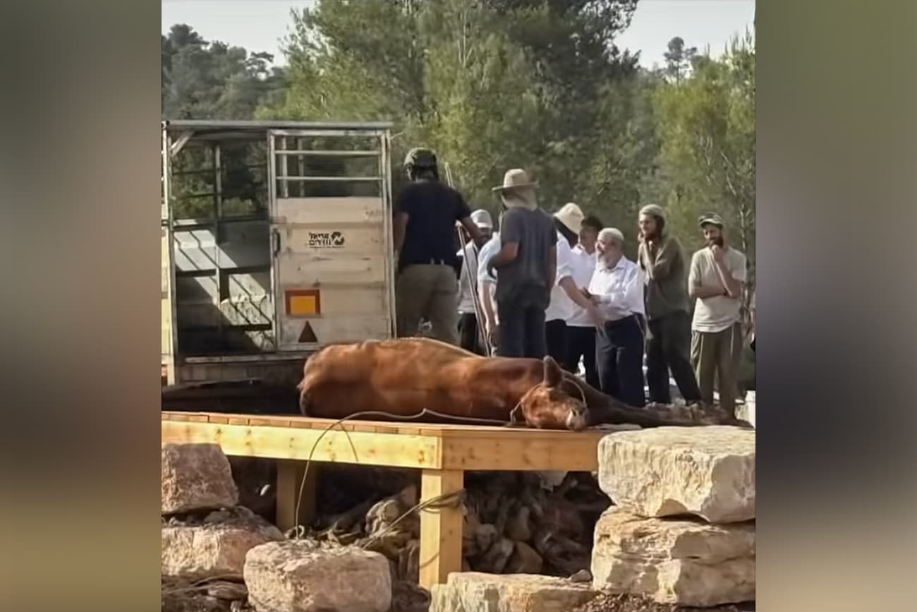 Did We Just Sacrifice a Red Heifer for Real? | Read | Messiah Online | FFOZ